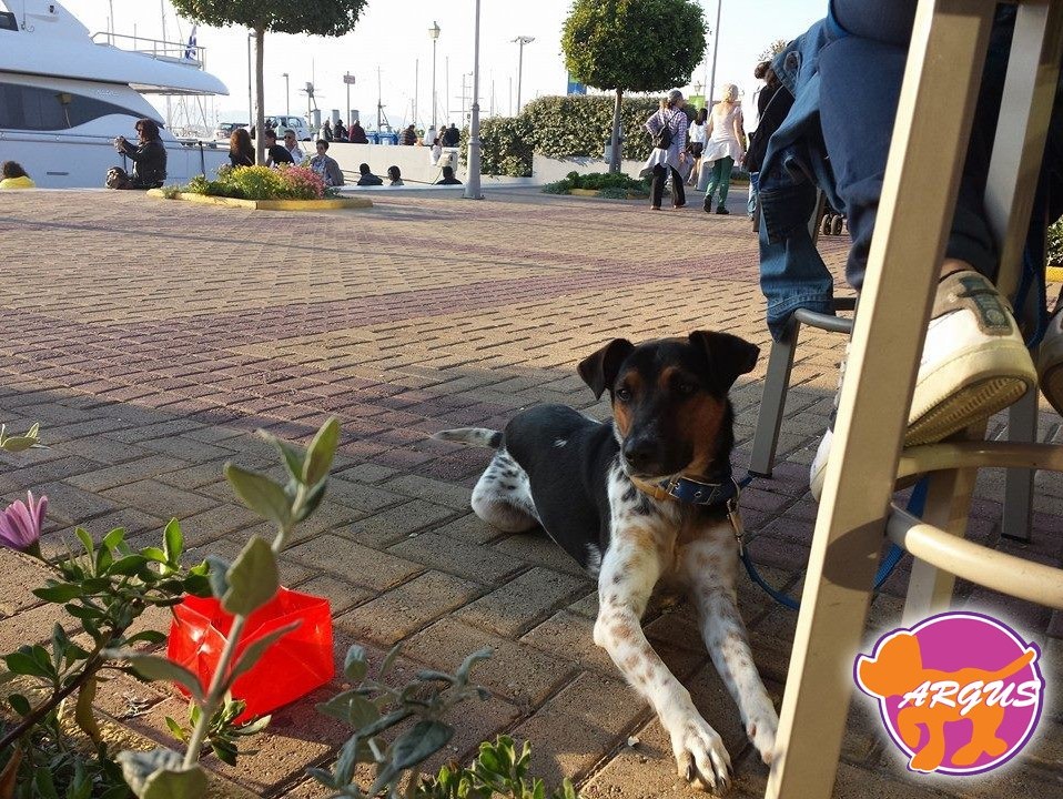 Laika - Ανάβρυτα - Argus Dog Trainer - Εκπαίδευση σκύλων κατ' οίκον σε ...