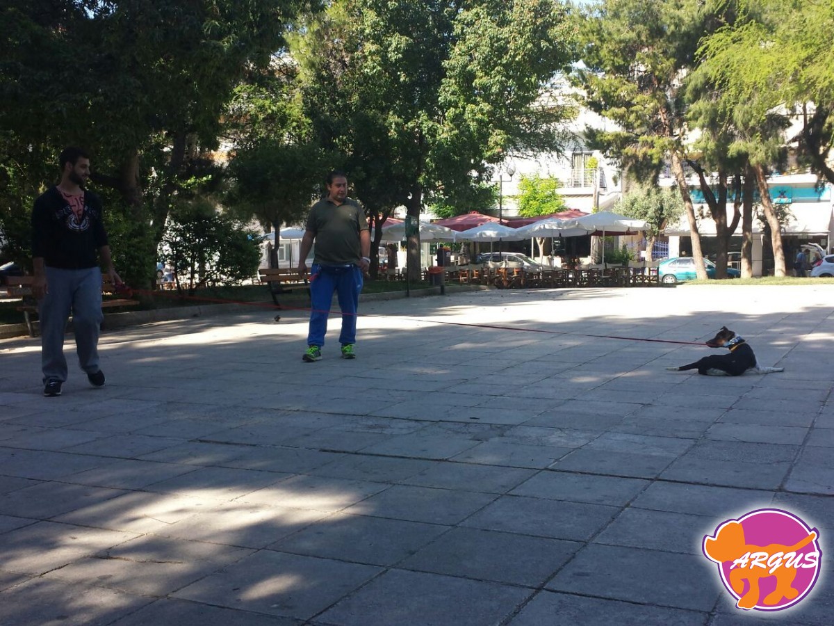 Simba - Ίλιον - Argus Dog Trainer - Εκπαίδευση σκύλων κατ' οίκον σε όλη ...