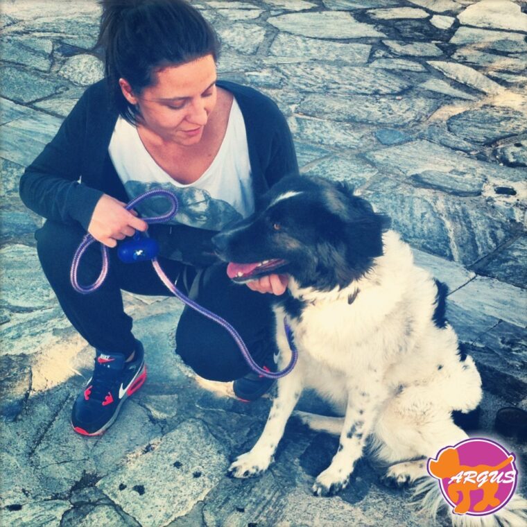 Δίας - Νέο Φάληρο - Argus Dog Trainer - Εκπαίδευση σκύλων κατ' οίκον σε ...