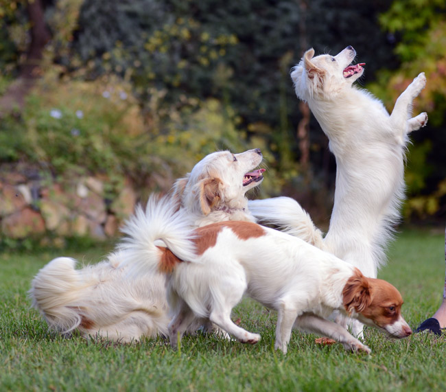 Κοκόνι: ο μικρός πανέξυπνος Έλληνας - Argus Dog Trainer - Εκπαίδευση ...