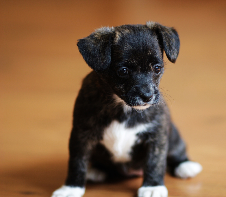 Προσοχή: ο σκύλος σας καταλαβαίνει τι λέτε - Argus Dog Trainer ...