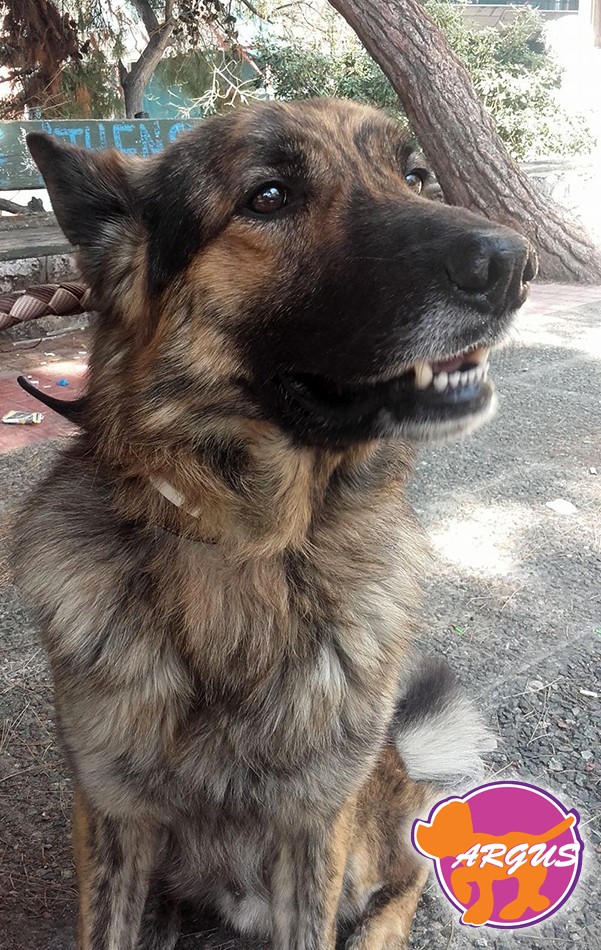 Φαίδων - Λυκαβηττός - Argus Dog Trainer - Εκπαίδευση σκύλων κατ' οίκον ...