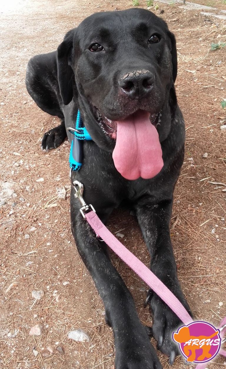 Κούκλα - Ακρόπολη - Argus Dog Trainer - Εκπαίδευση σκύλων κατ' οίκον σε ...