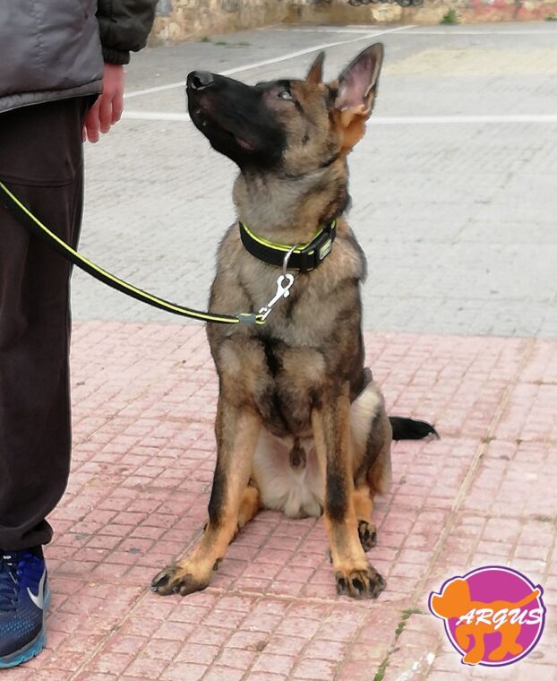 Selma - Κηφισιά - Argus Dog Trainer - Εκπαίδευση σκύλων κατ' οίκον σε ...