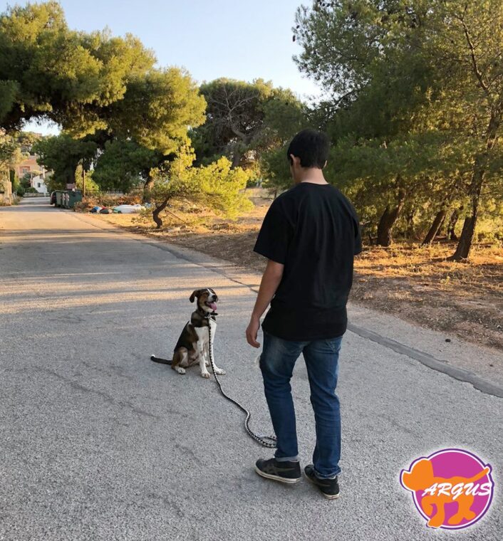 Tara - Παλαιό Φάληρο - Argus Dog Trainer - Εκπαίδευση σκύλων κατ' οίκον ...