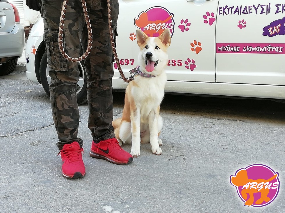 Σάγια - Αιγάλεω - Argus Dog Trainer - Εκπαίδευση σκύλων κατ' οίκον σε ...