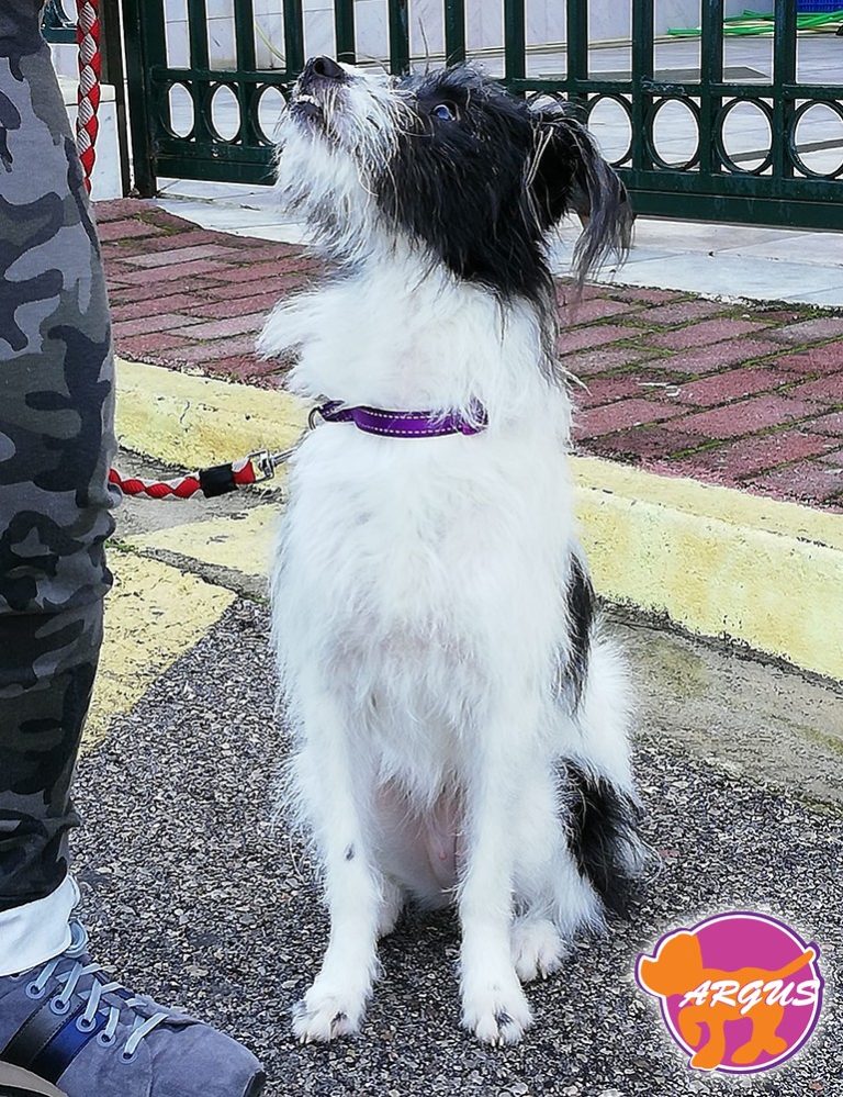 Ίρις- Καρέας - Argus Dog Trainer - Εκπαίδευση σκύλων κατ' οίκον σε όλη ...