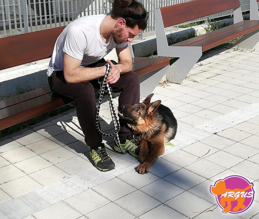 Snoopy - Νέα Λιόσια - Argus Dog Trainer - Εκπαίδευση σκύλων κατ' οίκον ...