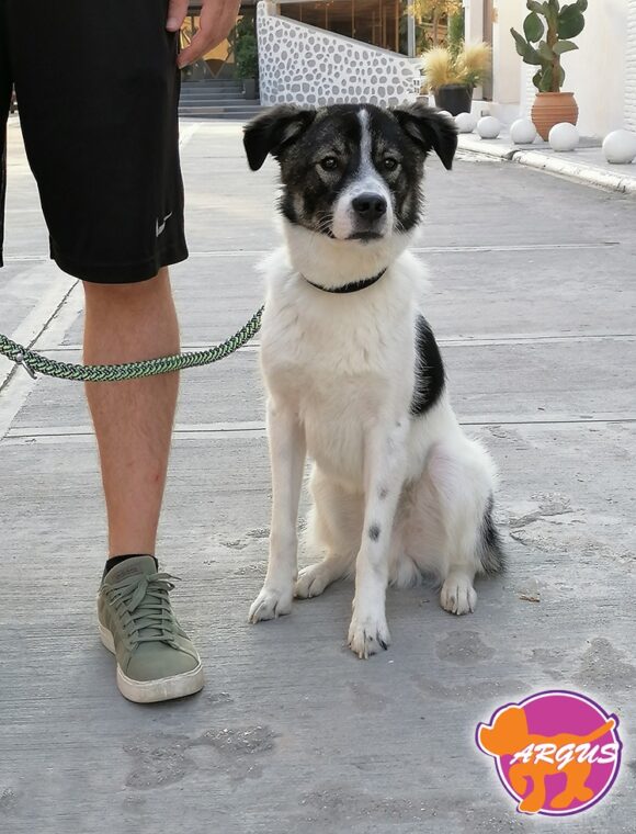 Victor - Πάρκο «Αντώνης Τρίτσης» - Argus Dog Trainer - Εκπαίδευση ...
