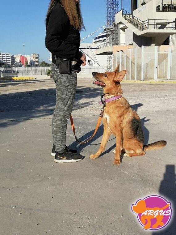 Ten Ten - Αιγάλεω - Argus Dog Trainer - Εκπαίδευση σκύλων κατ' οίκον σε ...