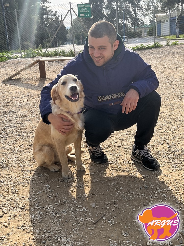 Golden Retriever - Keira - Argus Dog Trainer - Εκπαίδευση σκύλων κατ ...