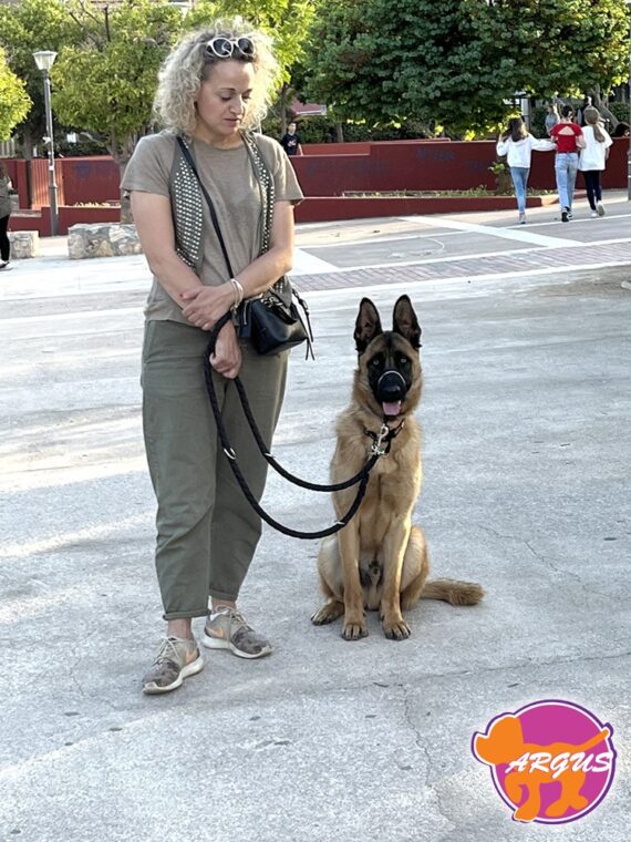 Laika - Κηφισιά - Argus Dog Trainer - Εκπαίδευση σκύλων κατ' οίκον σε ...