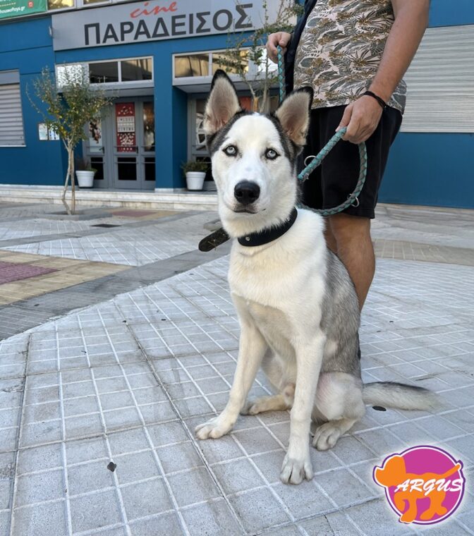 Στέλλα - Νέο Ηράκλειο - Argus Dog Trainer - Εκπαίδευση σκύλων κατ ...