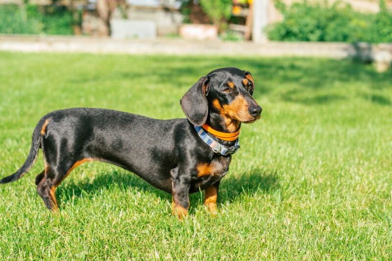Dachshund - Argus Dog Trainer - Εκπαίδευση σκύλων