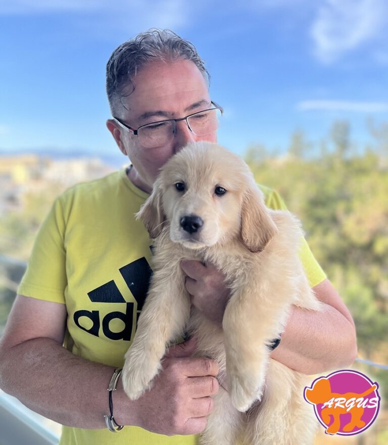 Golden Retriever - Cookie - Argus Dog Trainer