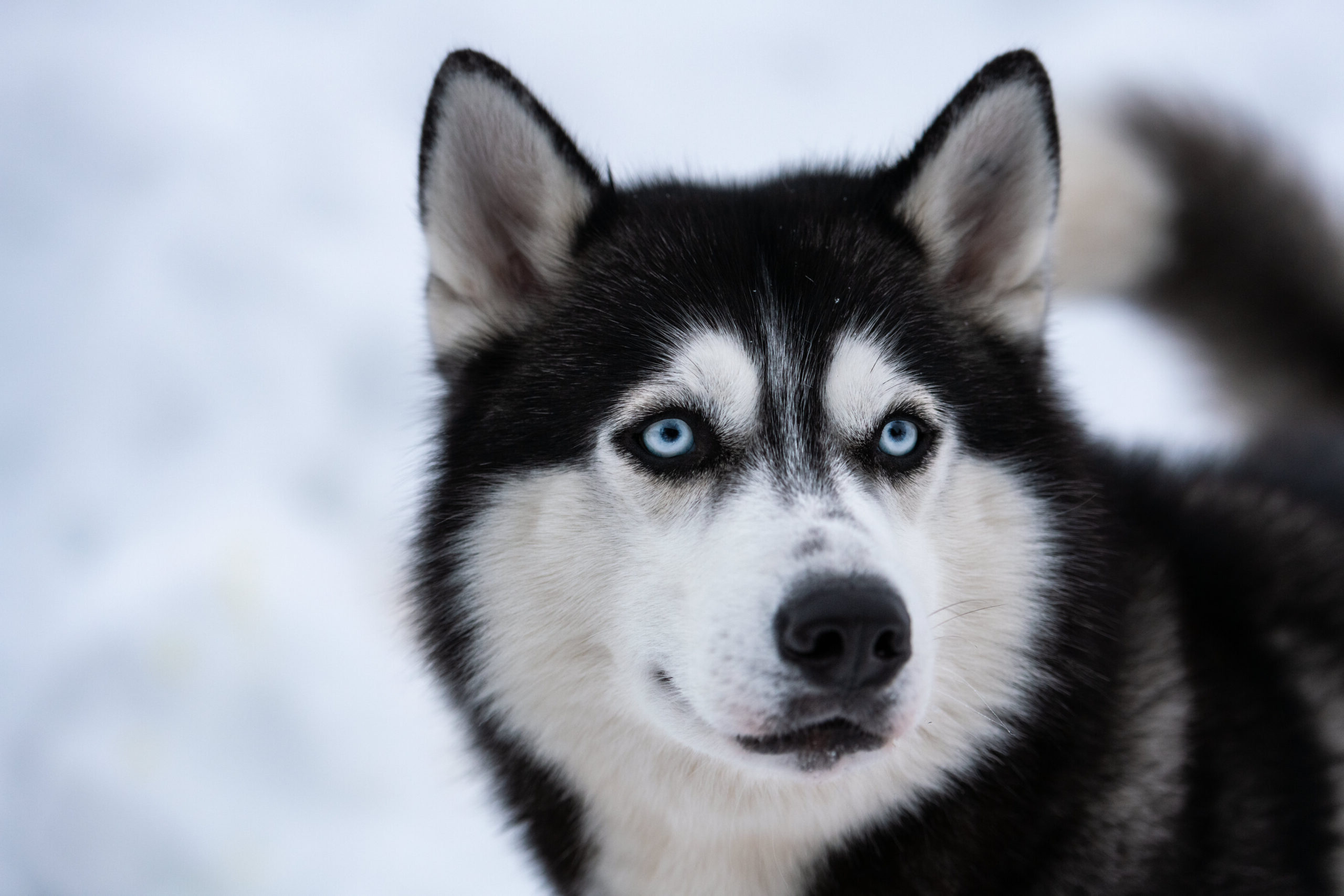 Siberian Husky - Argus Dog Trainer - Εκπαίδευση σκύλων